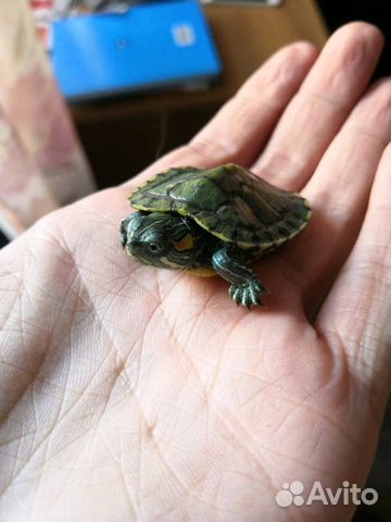 Продам черепашку с аквариумом