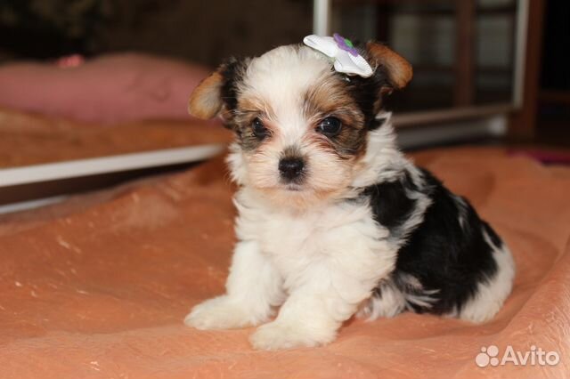 Малышка бивер РКФ