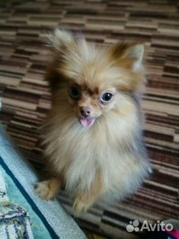 Миниатюрная померашка