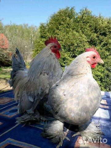 Мильфлер Изабеловый цыплята