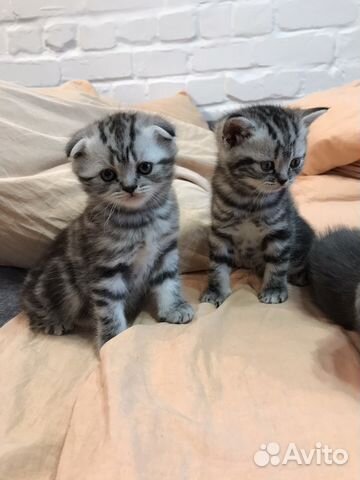 Шотландские котята