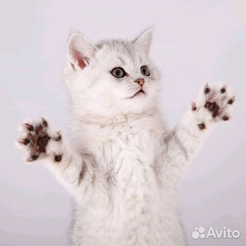 Шотландский котик
