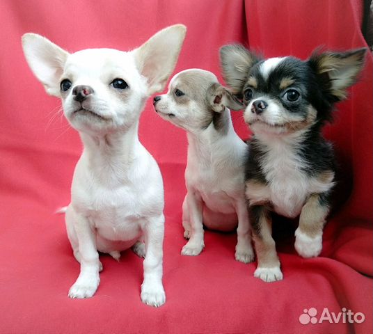 Щенки чихуахуа