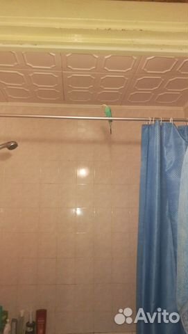 Пропал волнистый попугай р-н Отрадное