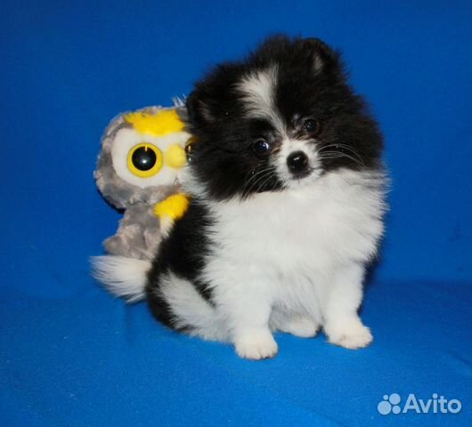 Цверг/ померанский шпиц - мишка