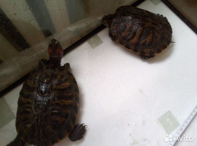 Две Черепахи