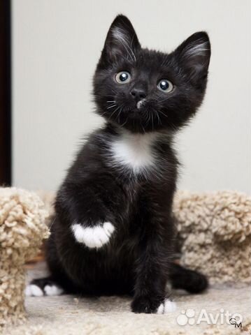 Котик 2 месяца,мягкий животик.В добрые руки