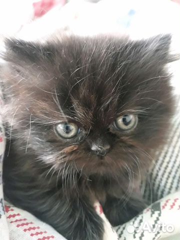 Помесь Перса и Шиншилы