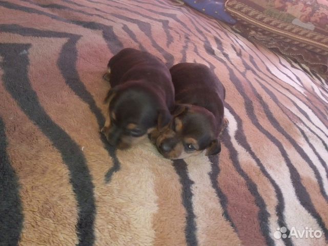 Щенки ягдтерьера