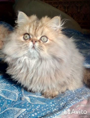 Котик золотой 4 мес сторонникам натур.питания