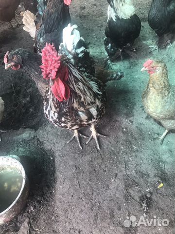 Петухи Ливенские