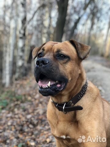 Вязка кабеля метиса