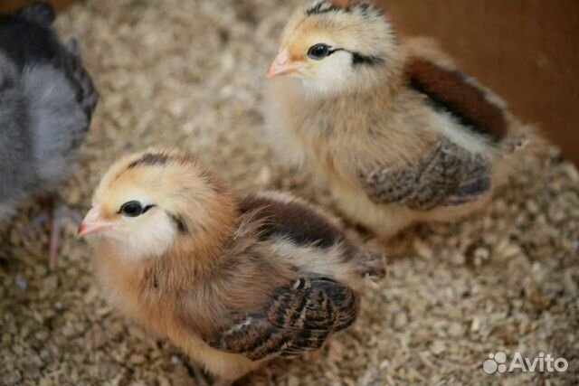 Цыплята породы Амераукан (Пасхальные курочки) яйца