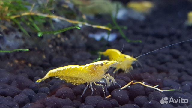 Креветкиyellow Shrimp (желтая креветка)