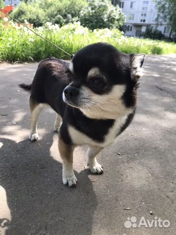 Чихуахуа для вязки