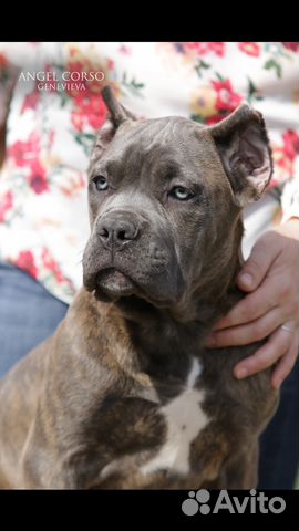 Шикарная Женевьева - кане Корсо