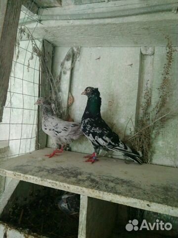 Голуби бакинские мраморные бойные