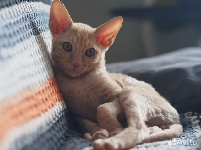Кремовый котенок корниш-рекс