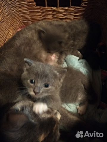 Отдам котят