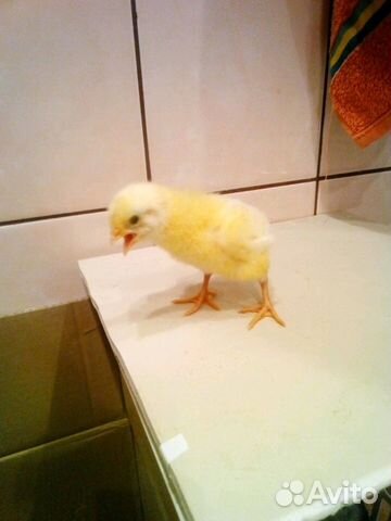 Цыплята бройлеры Росс 308