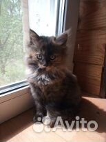 Черно-рыженькая кошечка 2,5 месяца