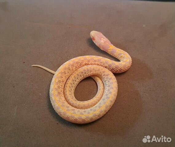 Подвязочная змея альбинос