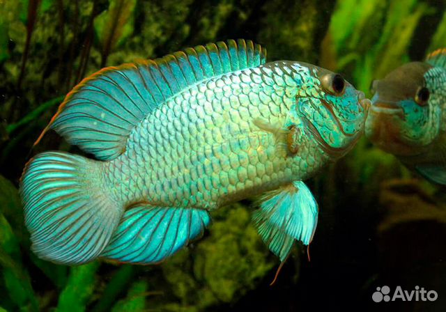 Наннакара блю неон (мальки )