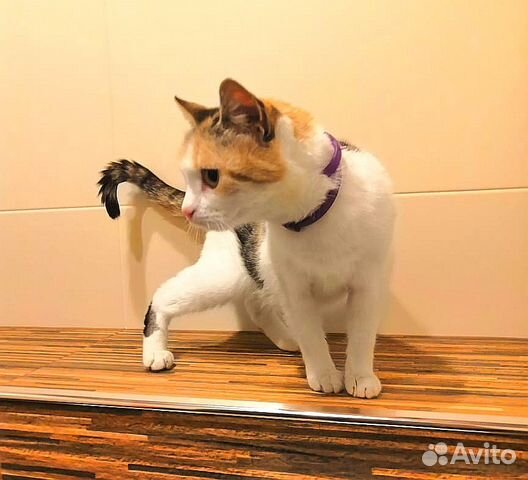 Малышка Ори в добрые руки