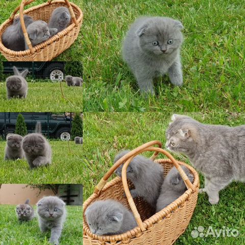 Котята породы скоттиш-фолд