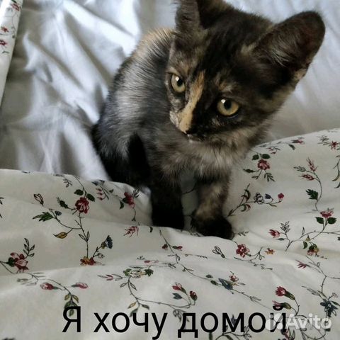 Малышка ищет дом