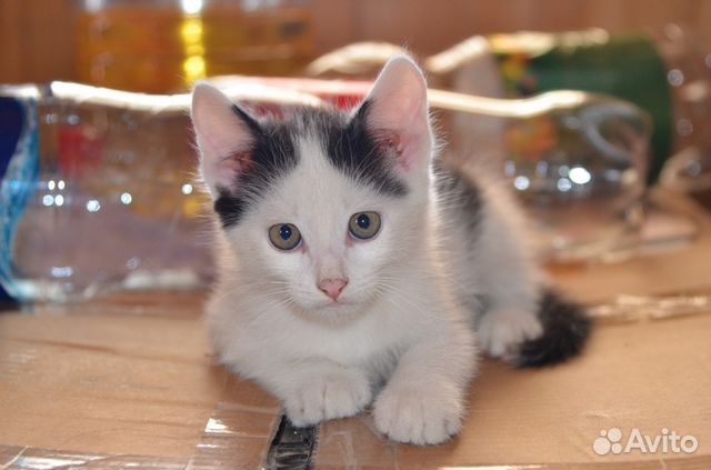 Отдам веселых котят в хорошие руки