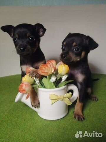 Шикарные мини тойчики