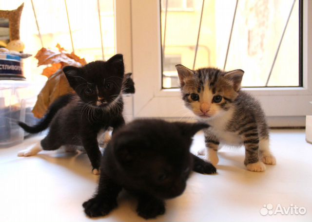 Очаровательные котята самой лучшей породы