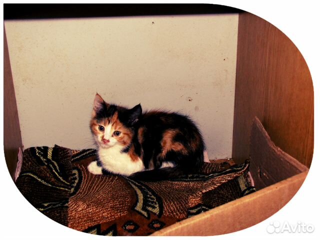 1,5-2 месячные котята в хорошие руки