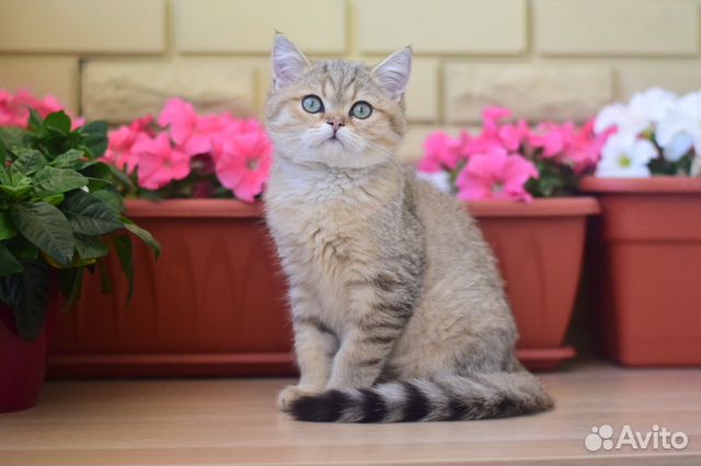 Золотой пятнистый котенок