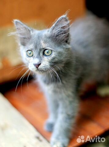 2 мушкетера и одна мушкетерочка)