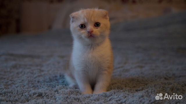 Шотландские вислоухие котята