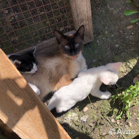 Котята помесные