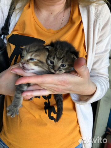 Отдам котят в добрые руки