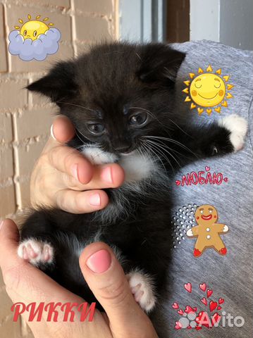 Котёнок Рикки в добрые ручки