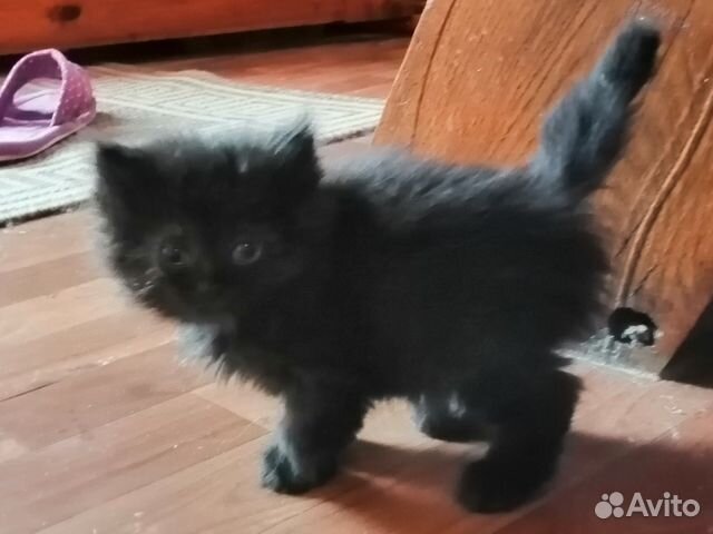 Котенок, девочка 1,5мес