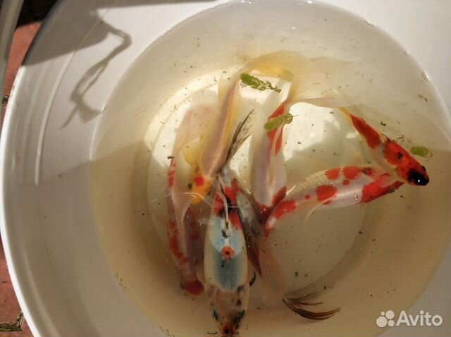 Золотые рыбки породы Шубункин