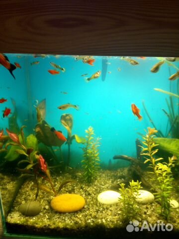 Продам гуппи и меченосцев