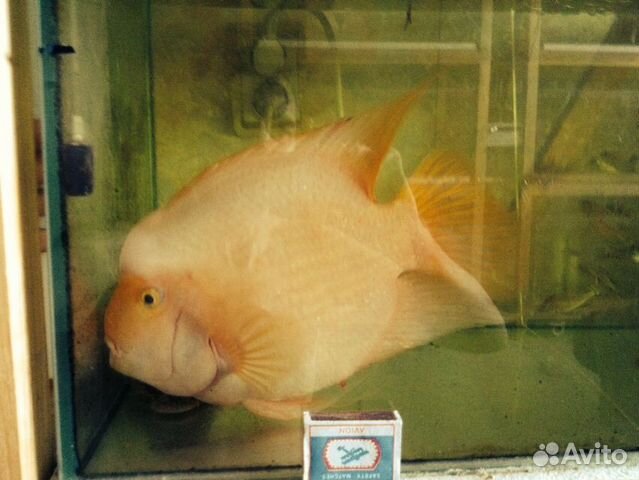 Попугай Кинг Конг