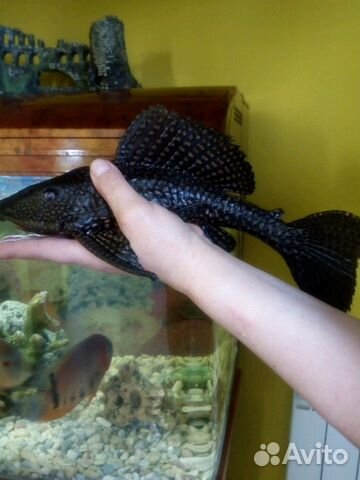 Рыбы Цихлиды