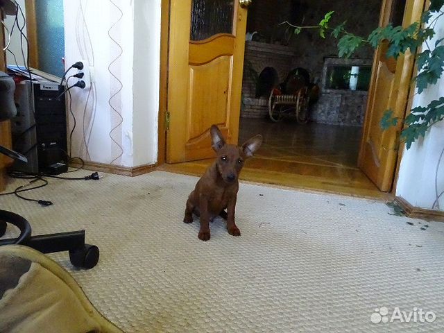 Щенок цвергпинчер