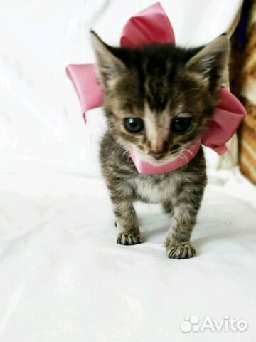 Нежная ласковая девочка