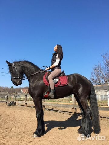 Продам молодую фризскую кобылу