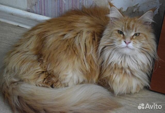 Кошечка мейн кун