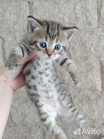 Котята